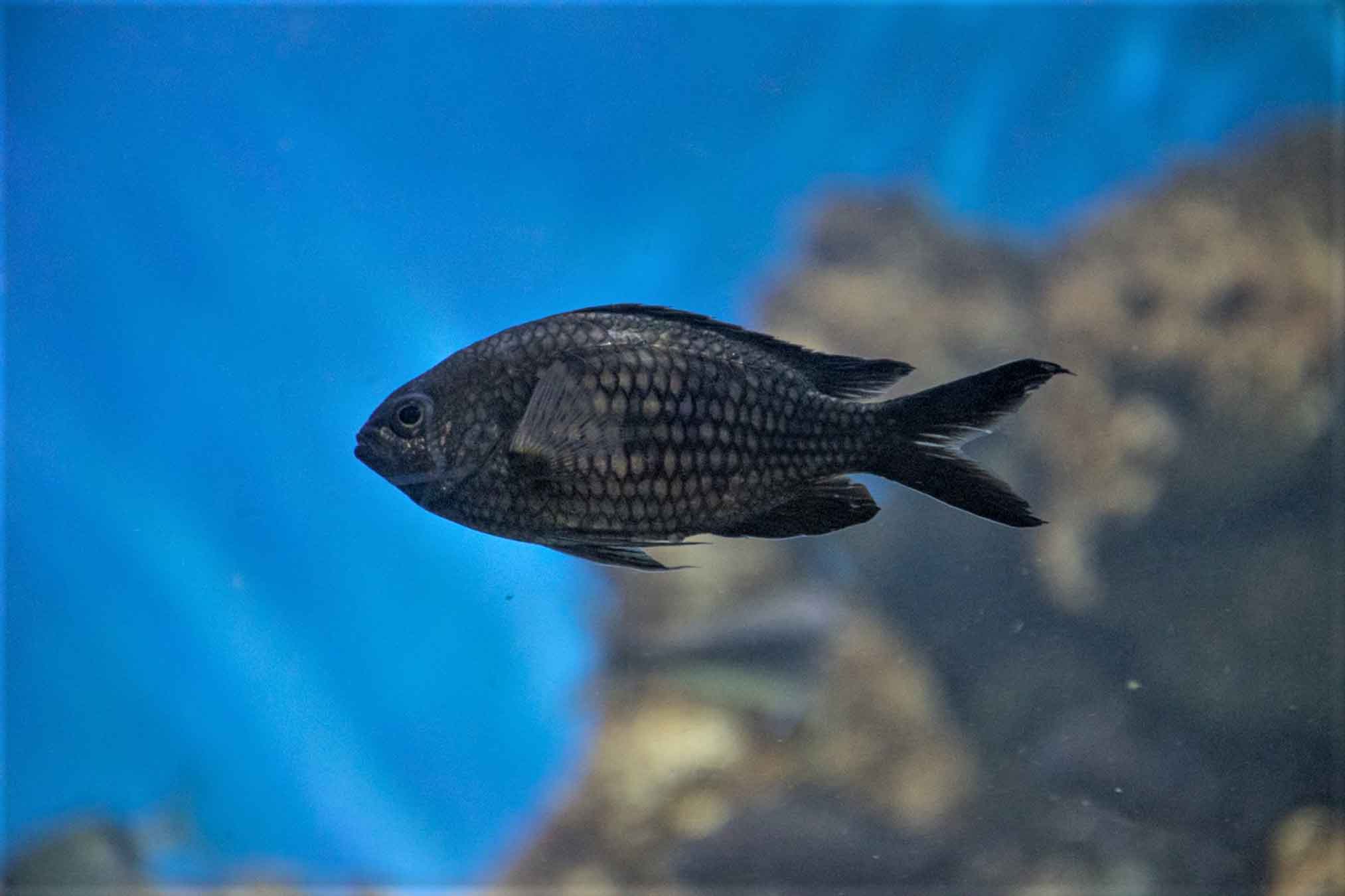 Scuba Photos And Videos Of The Scuba Diving in Boracay