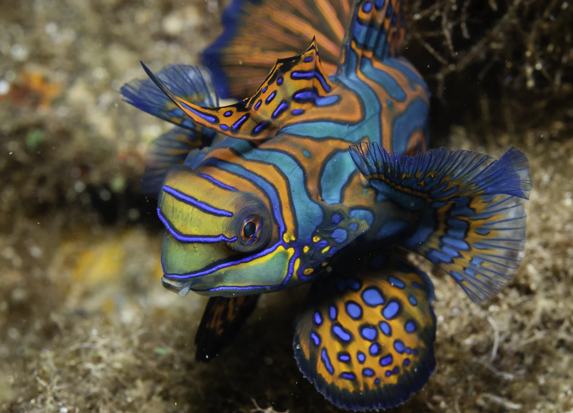 Spotting Mandarin Fish in Boracay: Dive Guide Boracay
