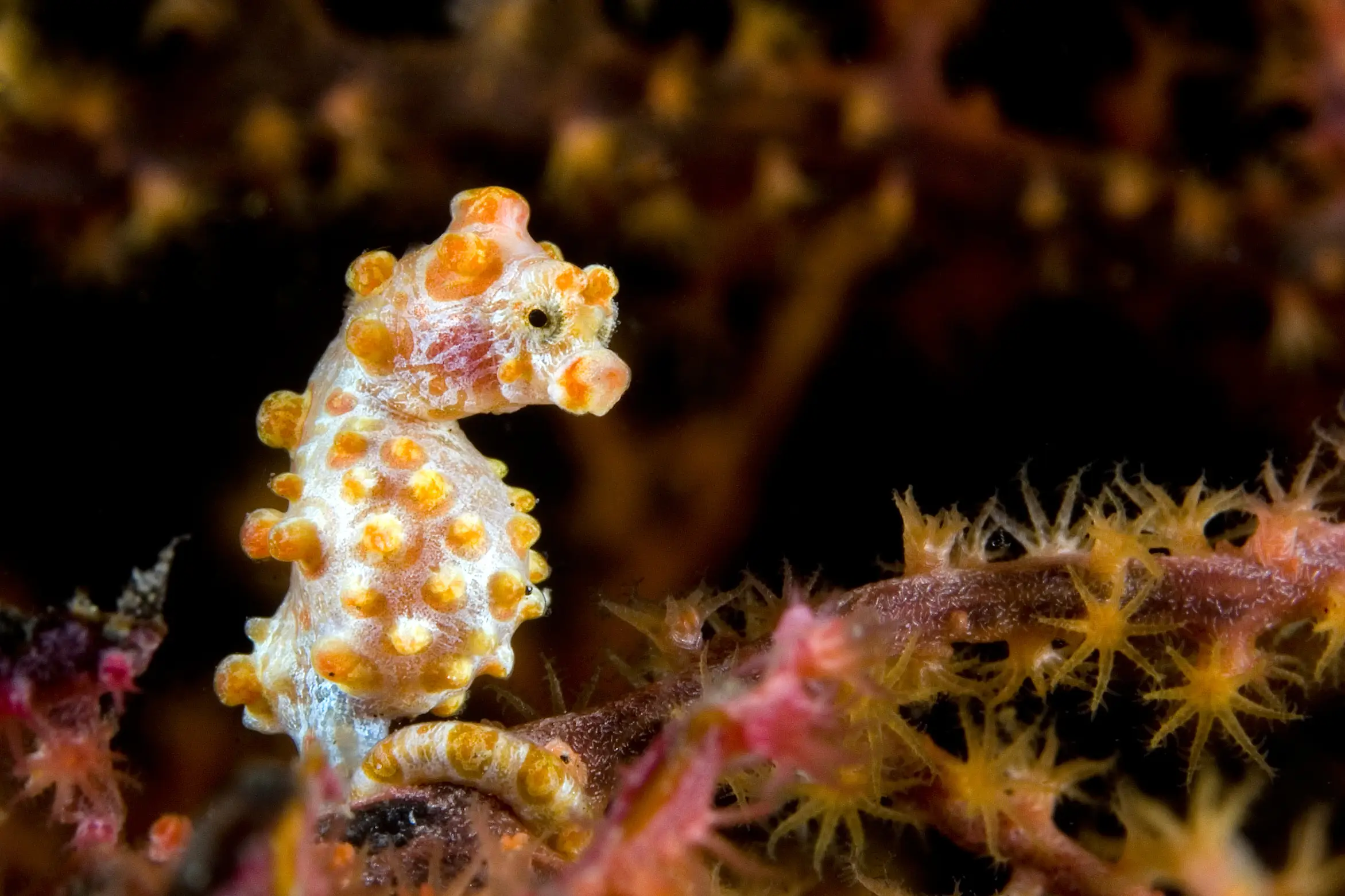 Pygmy Seahorses in Boracay: A Diver’s Guide