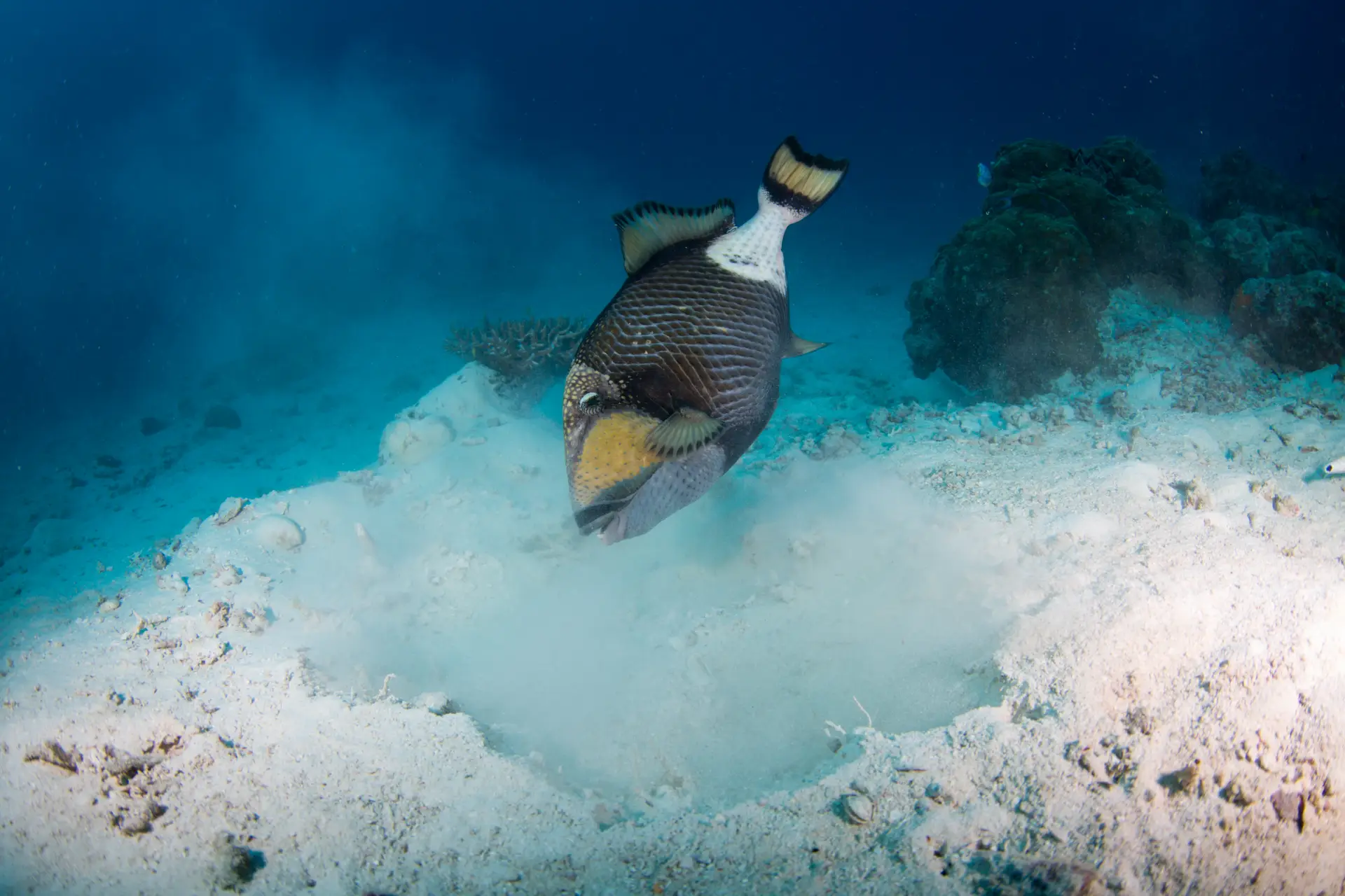 Meet the Titan Triggerfish: The Guardian of Boracay’s Reefs